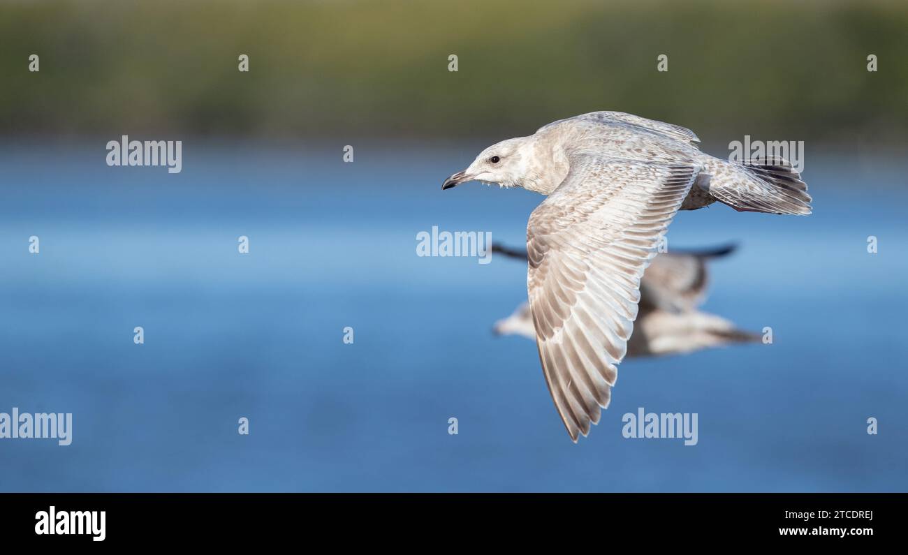 Thayer's gull (Larus thayeri), first winter in flight, USA Stock Photo ...