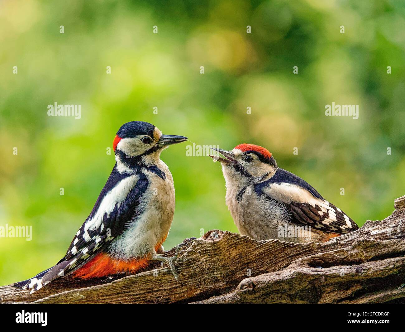 Great spotted woodpecker (Picoides major, Dendrocopos major), male ...