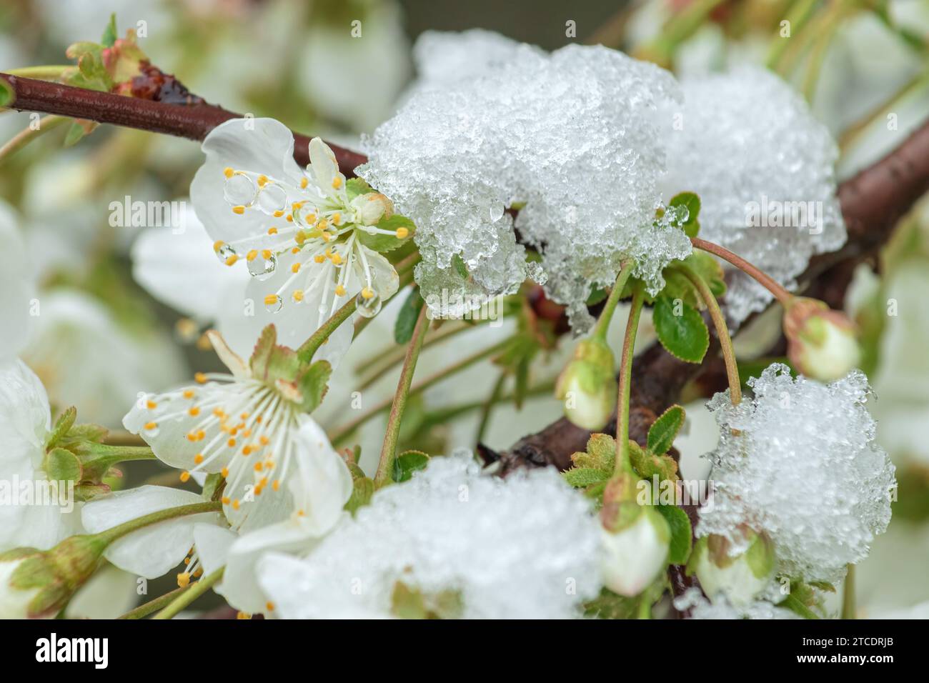 Snow in spring, blooming fruit tree branches in orchard covered in snow ...