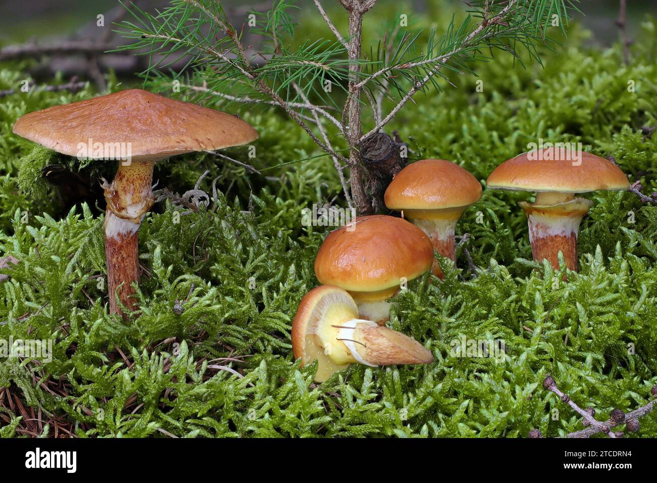 Larch bolete (Suillus grevillei, Suillus flavus), fruiting bodies on ...