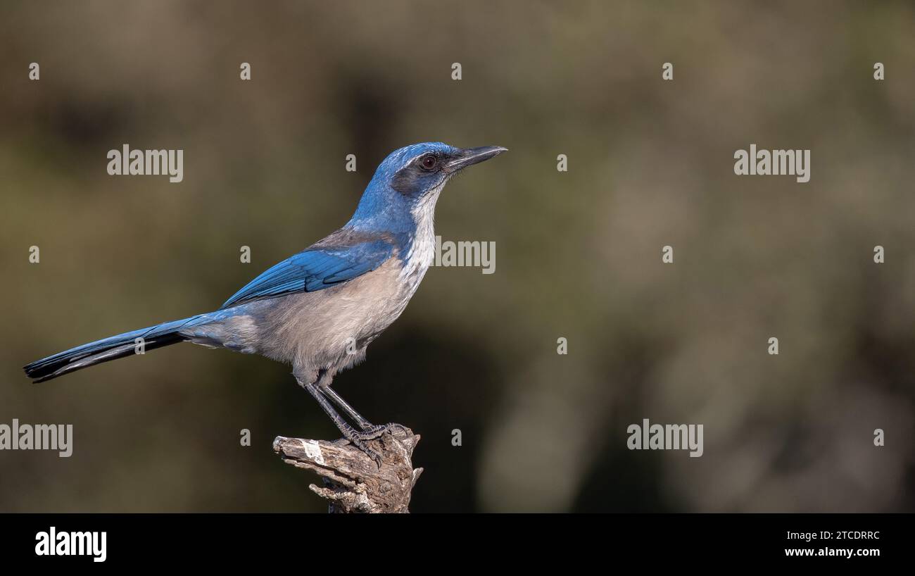 North american scrub jays hi-res stock photography and images - Alamy