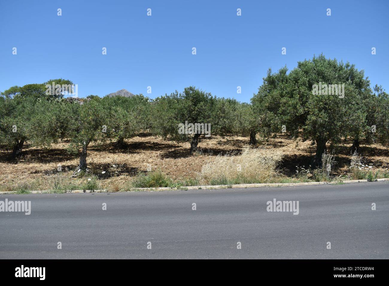 Mountainous olive tree's hi-res stock photography and images - Alamy