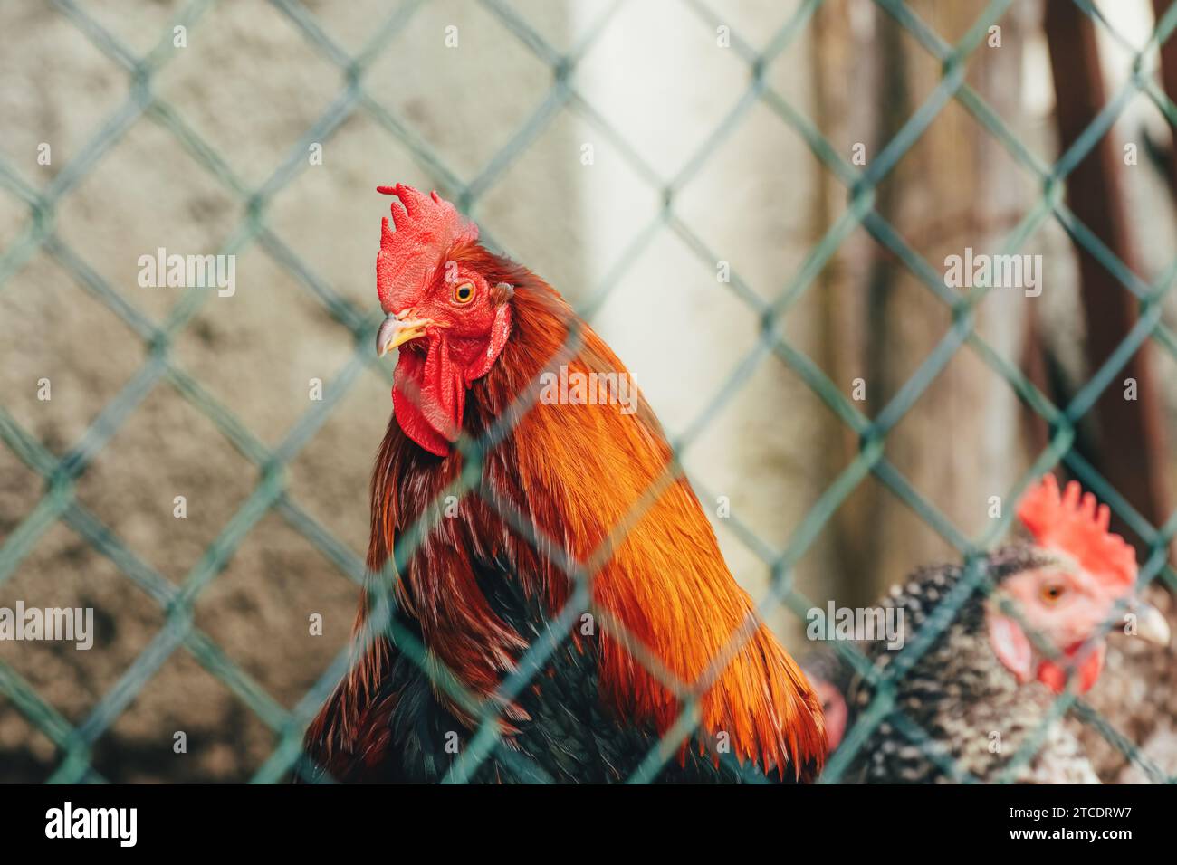 Rooster on fence hi-res stock photography and images - Alamy