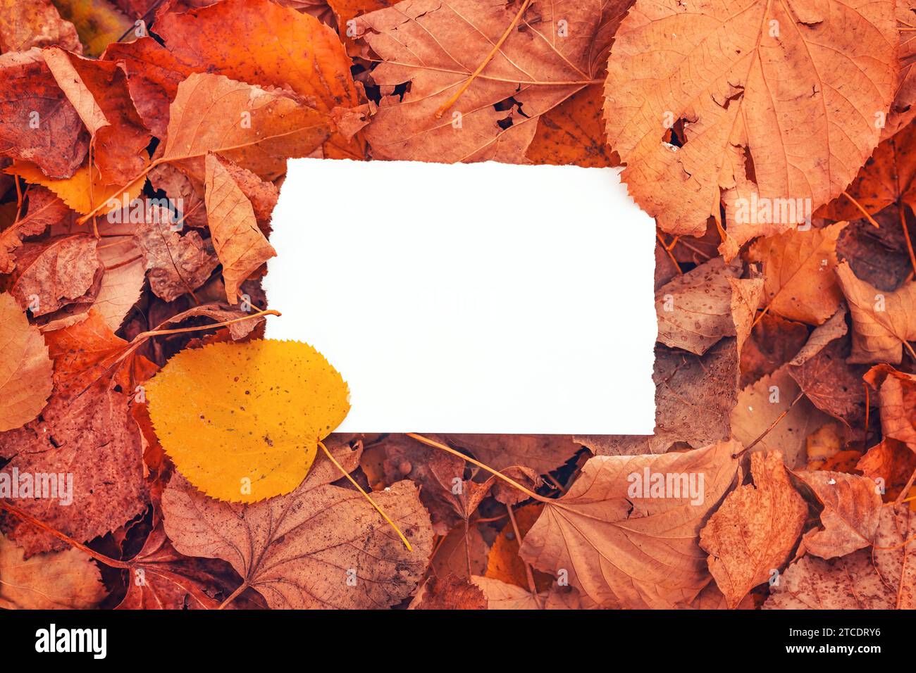 White paper card hi-res stock photography and images - Alamy