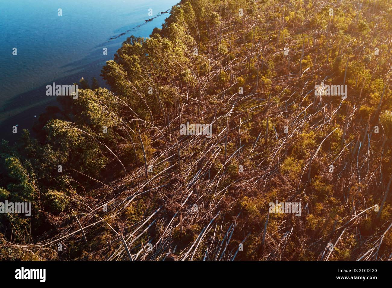 Aerial shot of devastated forest landscape after supercell storm in ...