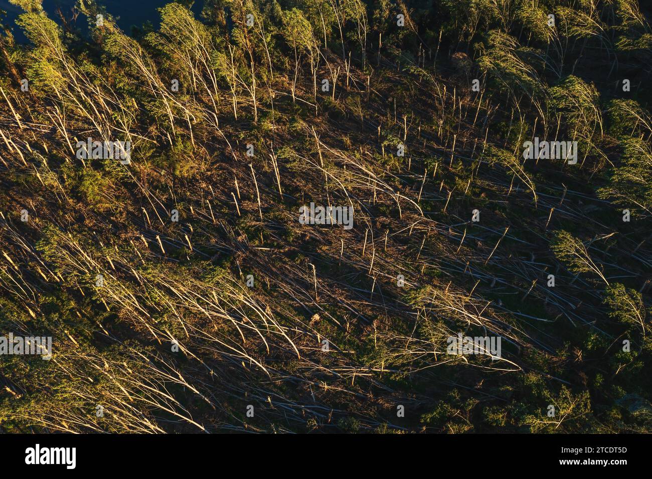 Aerial shot of devastated forest landscape after supercell storm in ...