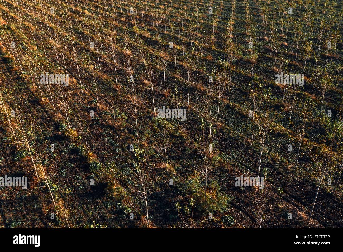 Aerial view tree nursery hi-res stock photography and images - Alamy