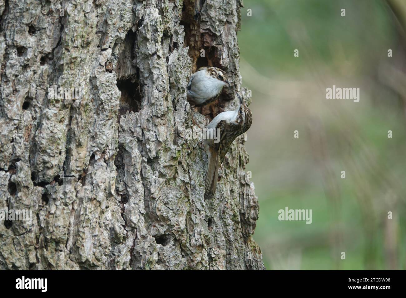 pair of Eurasian tree creepers (Certhia familiaris) at their nest ...