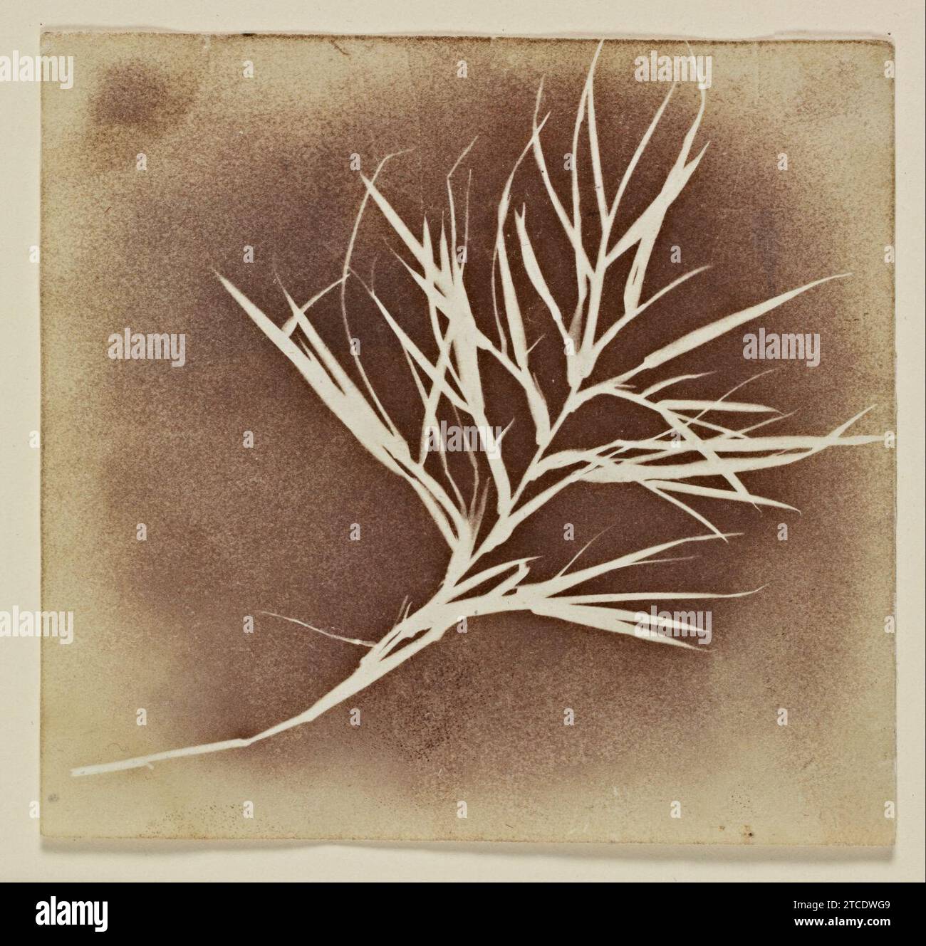 William Henry Fox Talbot - Photogenic Drawing of a Plant Stock Photo ...