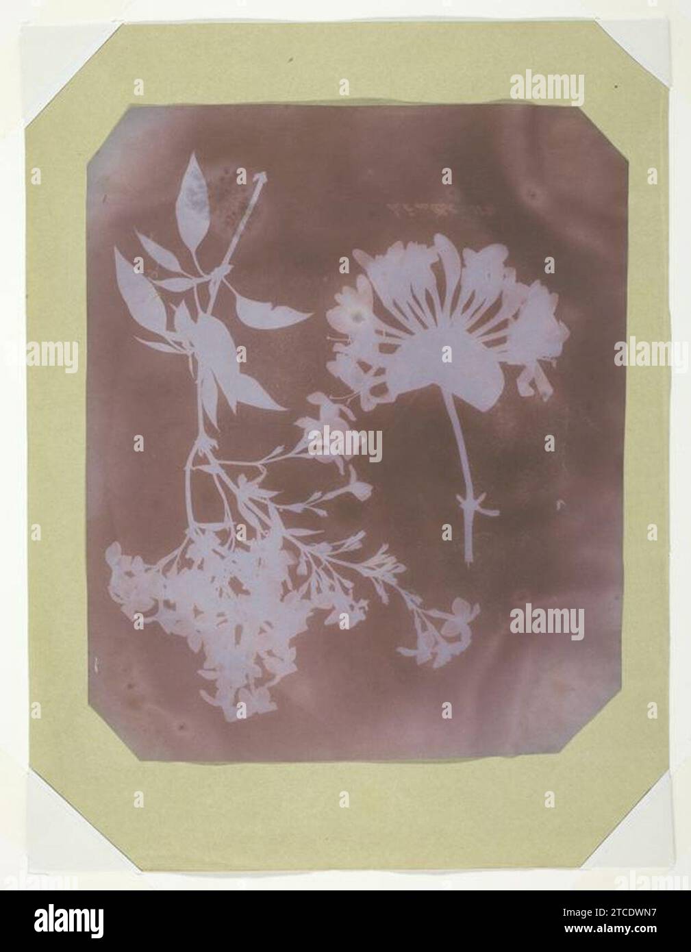 William Henry Fox Talbot Two Plant Specimens, 1839 Stock Photo - Alamy