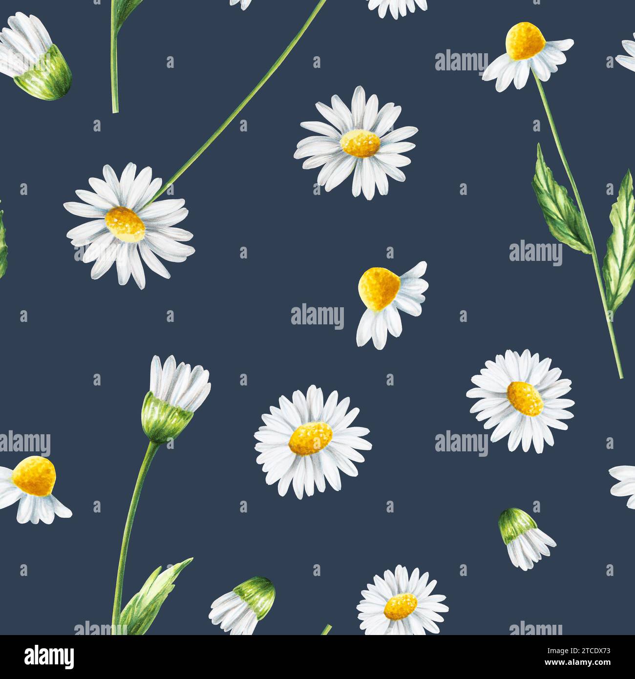Watercolor seamless pattern with white daisy flowers illustration ...