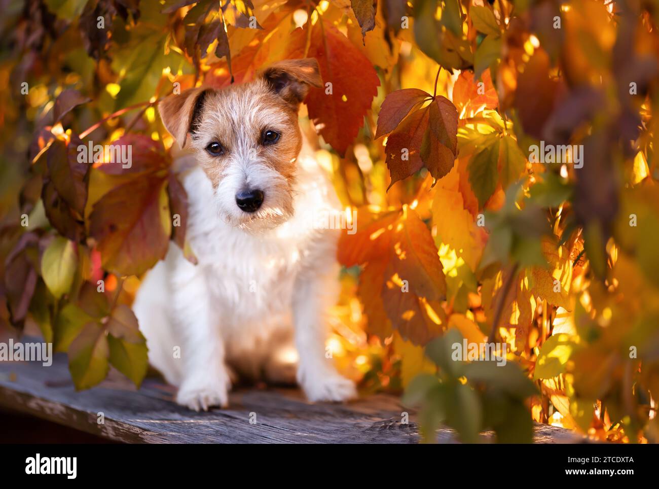 Happy cute dog sitting in the autumn leaves. Fall, thanksgiving ...