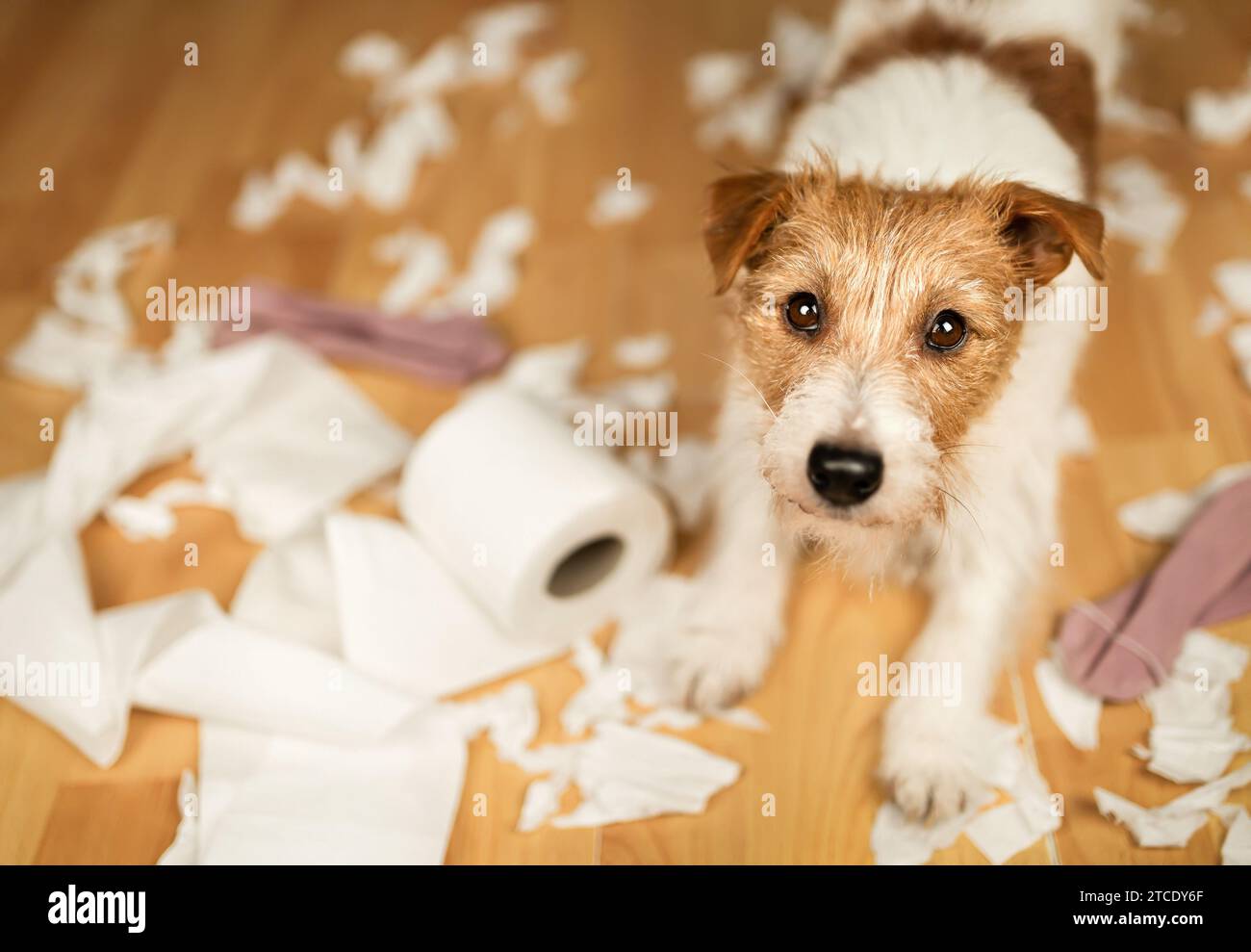 Funny, hyperactive, playful dog after biting, chewing a toilet paper ...