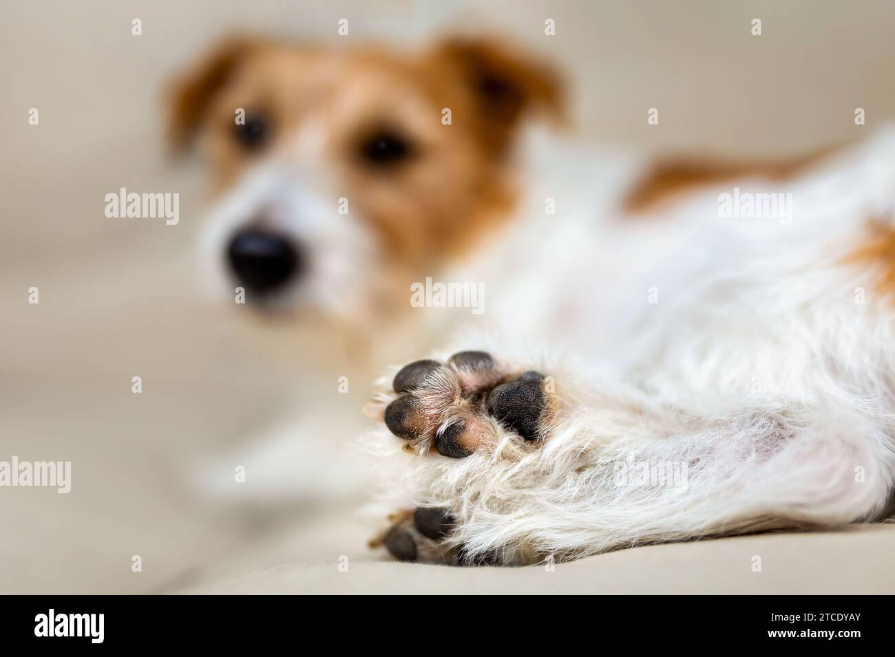 Paws feet jack russell paws hi-res stock photography and images - Alamy