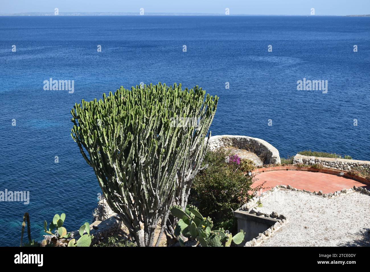 Large green cactus plant overlooking the deep blue waters of the ...