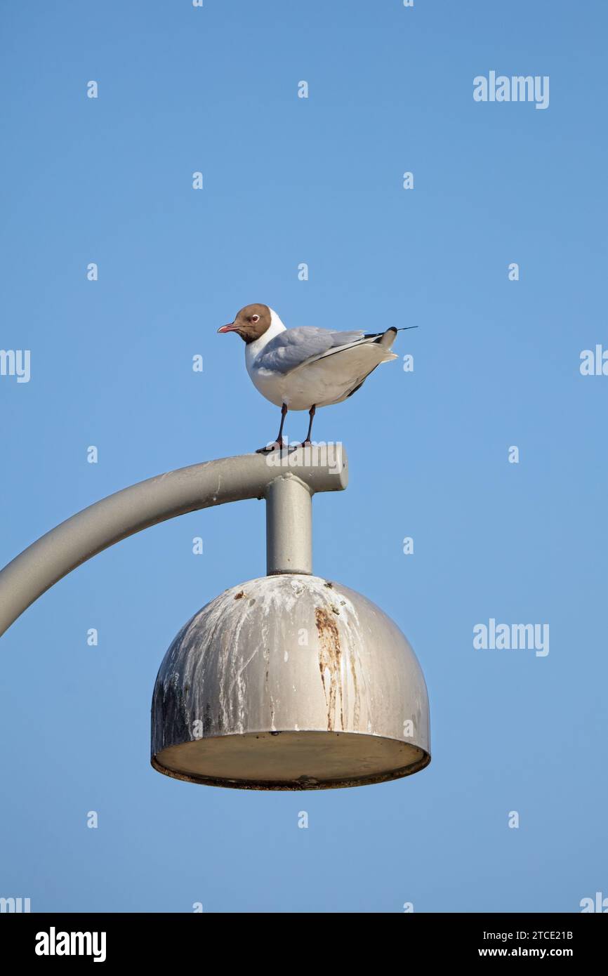Black-headed gull standing on street light, Meilahti, Helsinki, Finland ...