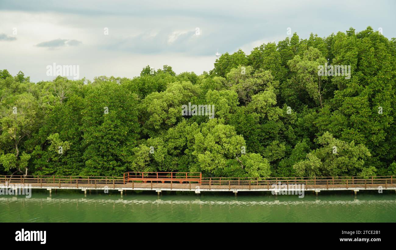 Wooden bridge in flooded rainforest jungle of mangrove trees. Aerial ...