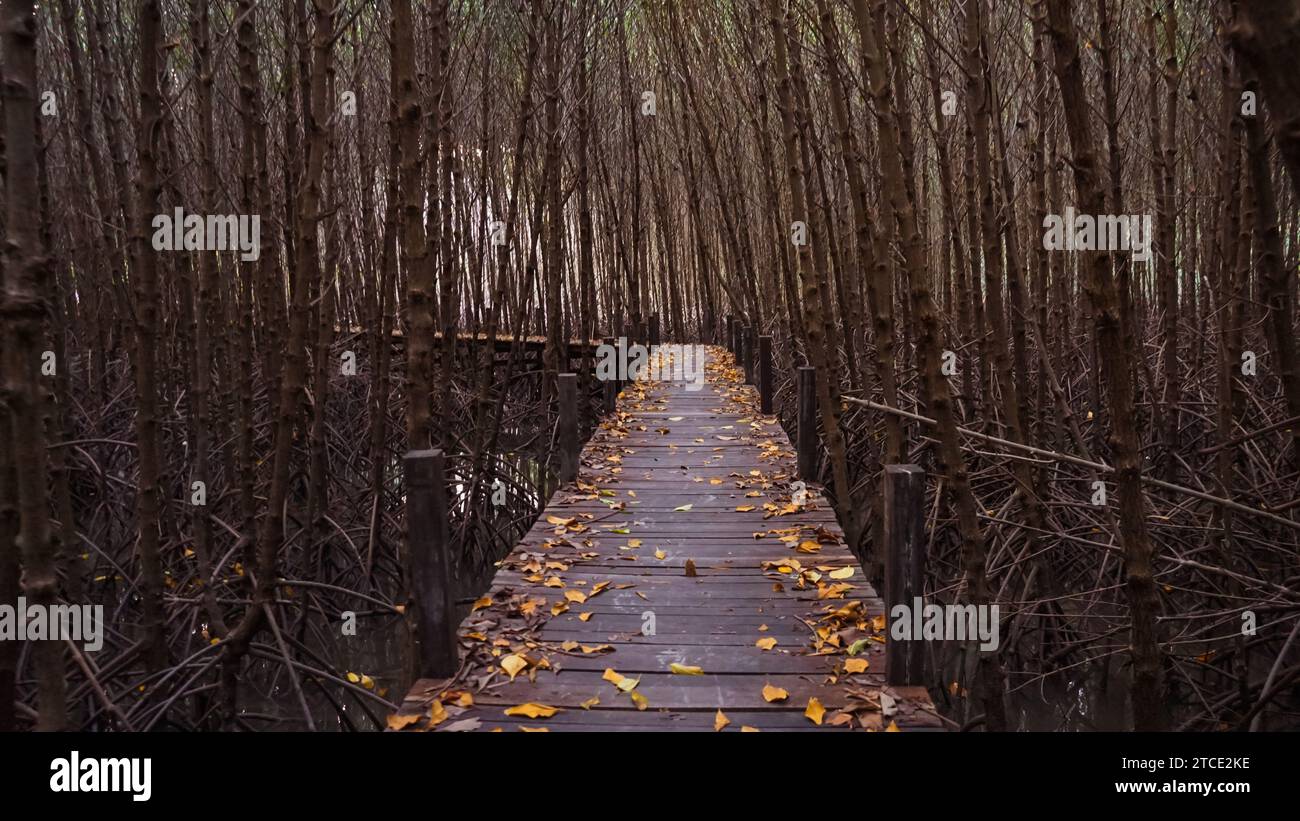 Wooden bridge in a mangrove forest. Boardwalk curving near wooden ...