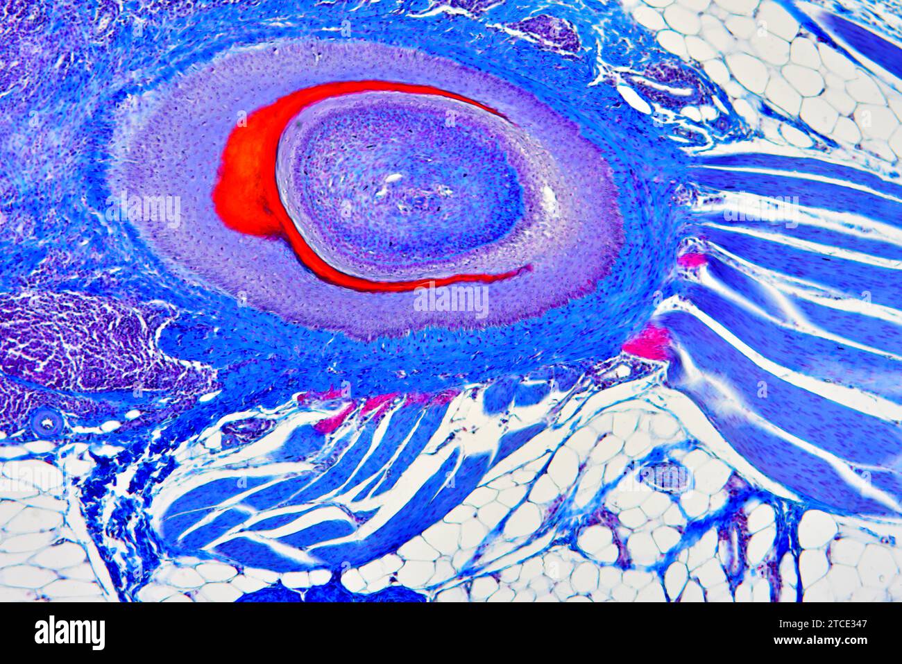 Chicken epidermis section showing adipose, connective and muscular ...