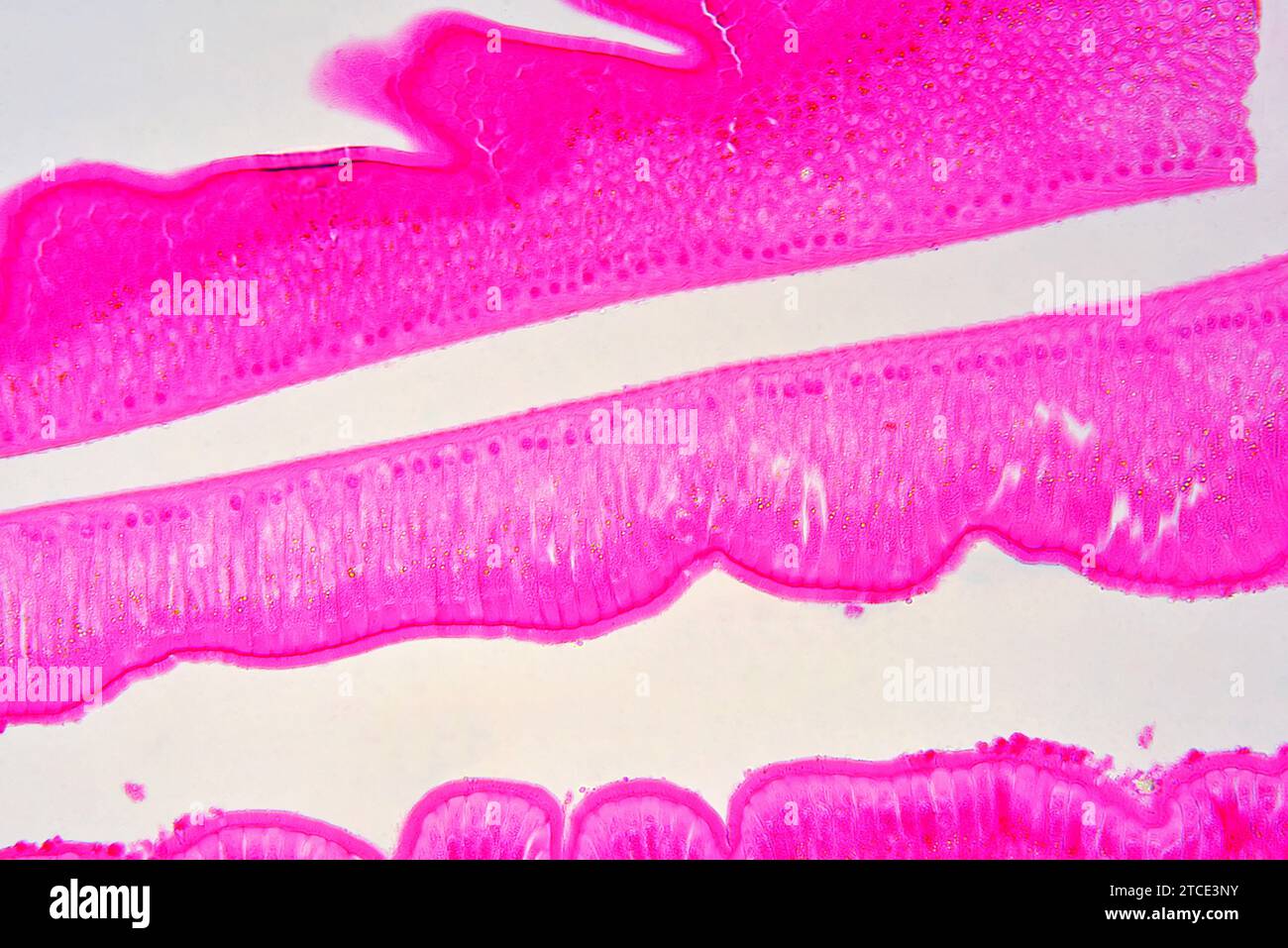 Simple columnar epithelium hi-res stock photography and images - Alamy