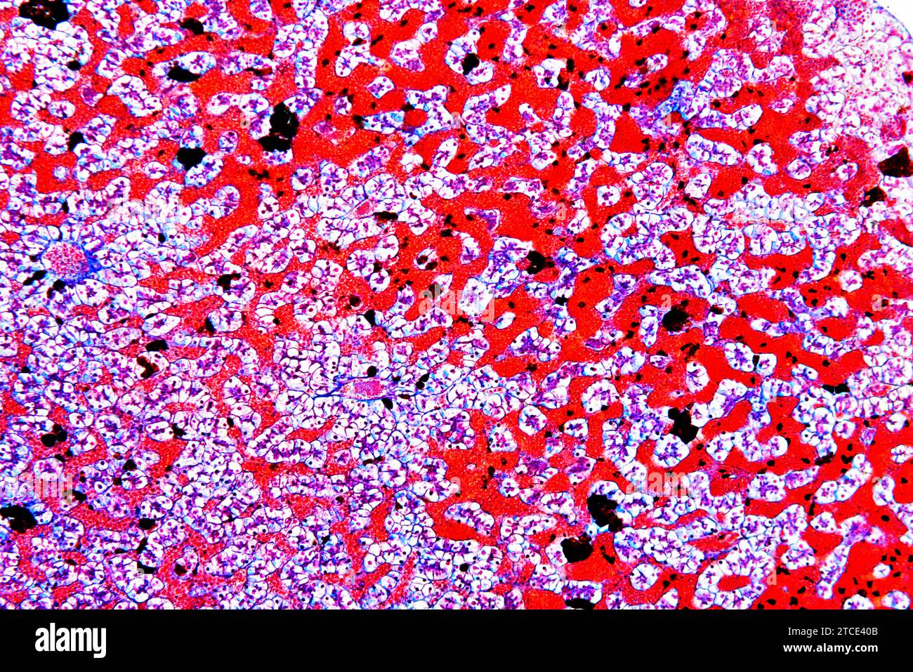 Fire salamander (Salamandra salamandra) liver. Optical microscope X100 ...