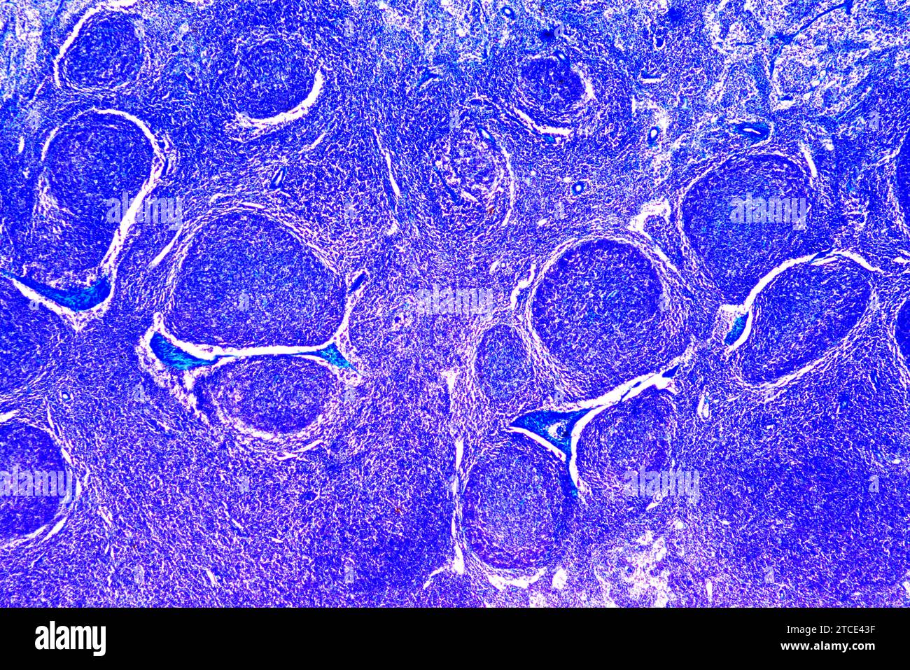 Human normal lymph gland. Optical microscope X40 Stock Photo - Alamy