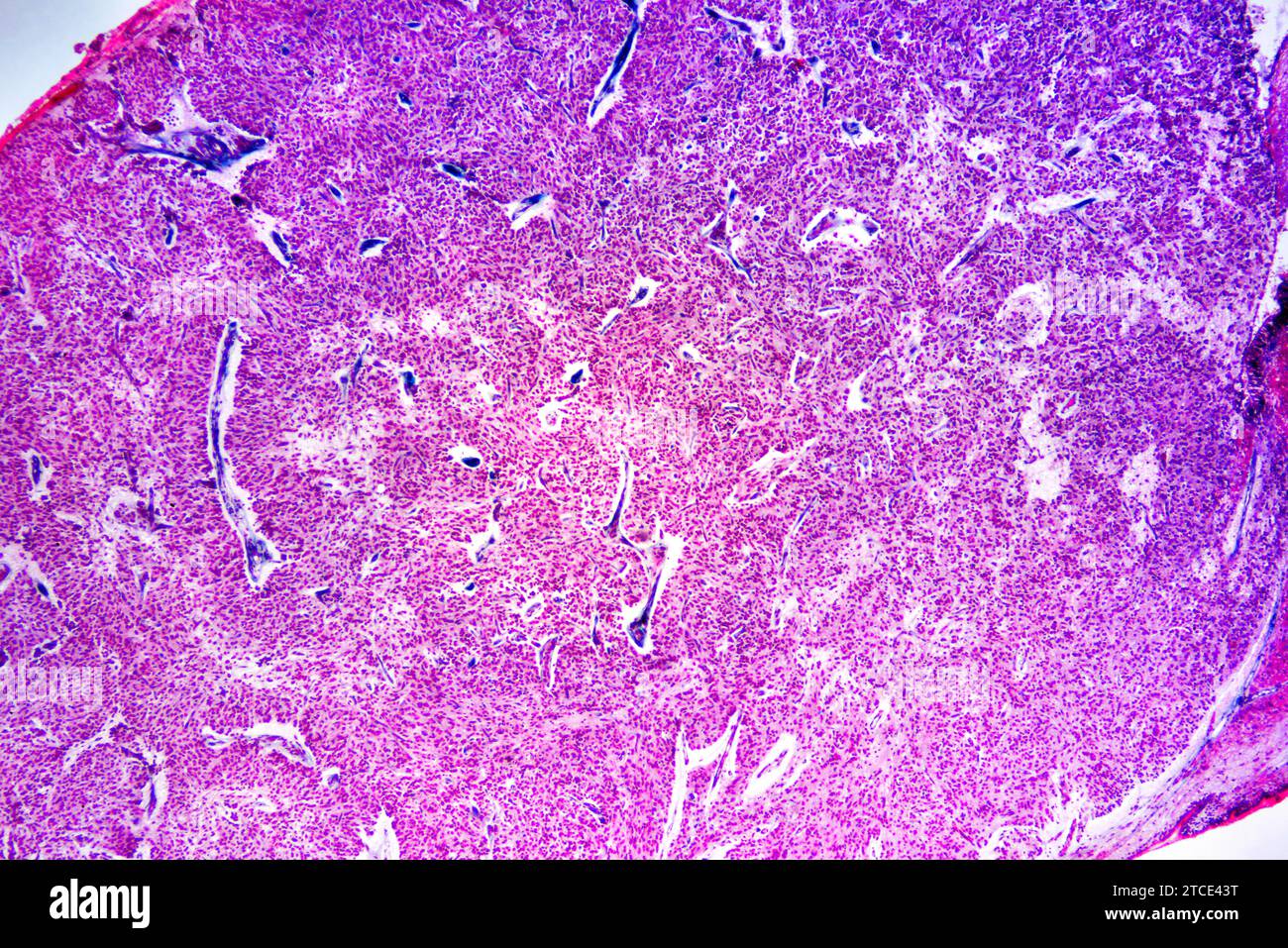 Human normal lymph gland. Optical microscope X40 Stock Photo - Alamy
