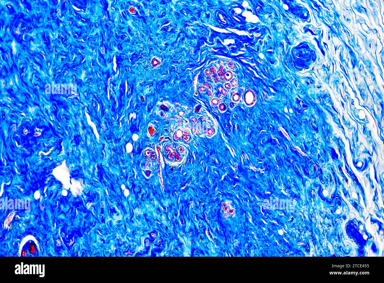 Human mammary gland. Optical microscope X40 Stock Photo - Alamy