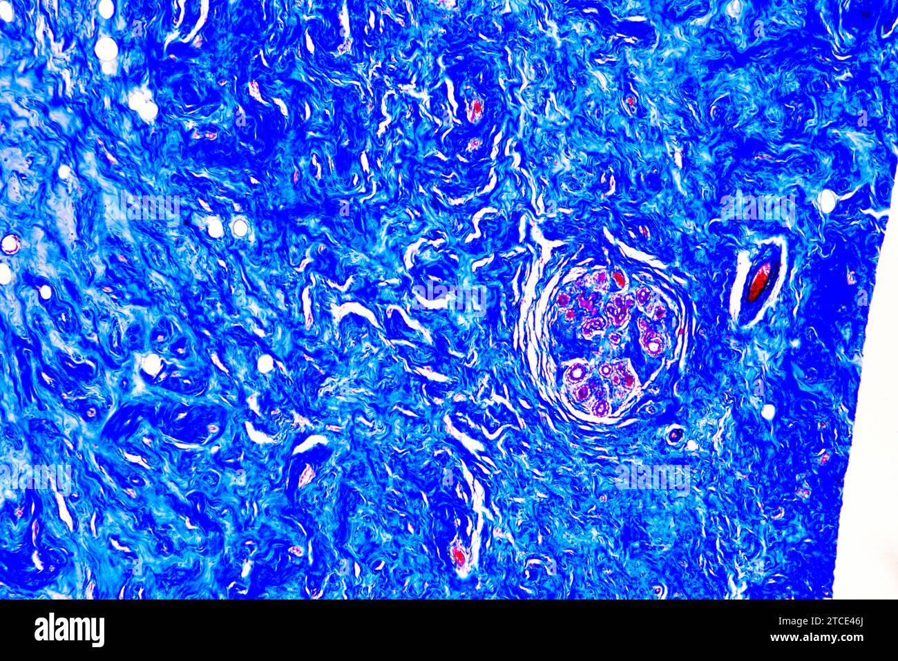 Human mammary gland. Optical microscope X40 Stock Photo - Alamy