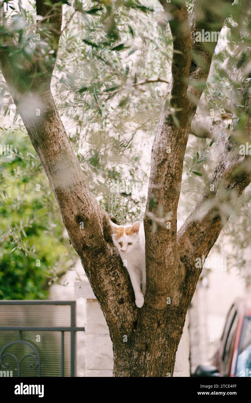 White-red cat sits on a tree branch in a green garden Stock Photo - Alamy