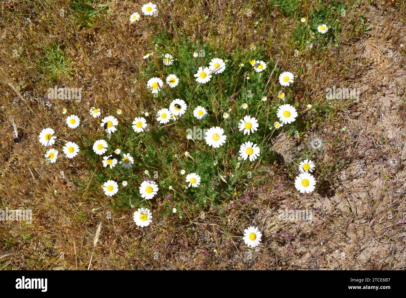 White buttons (Anacyclus clavatus) is an annual plant native to ...