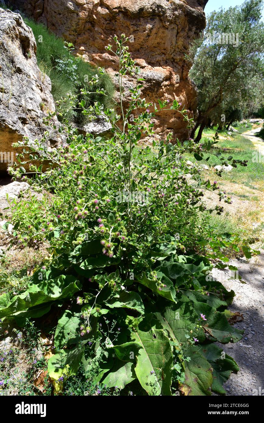 Greater burdock (Arctium lappa) is a biennial plant native to Eurasia ...