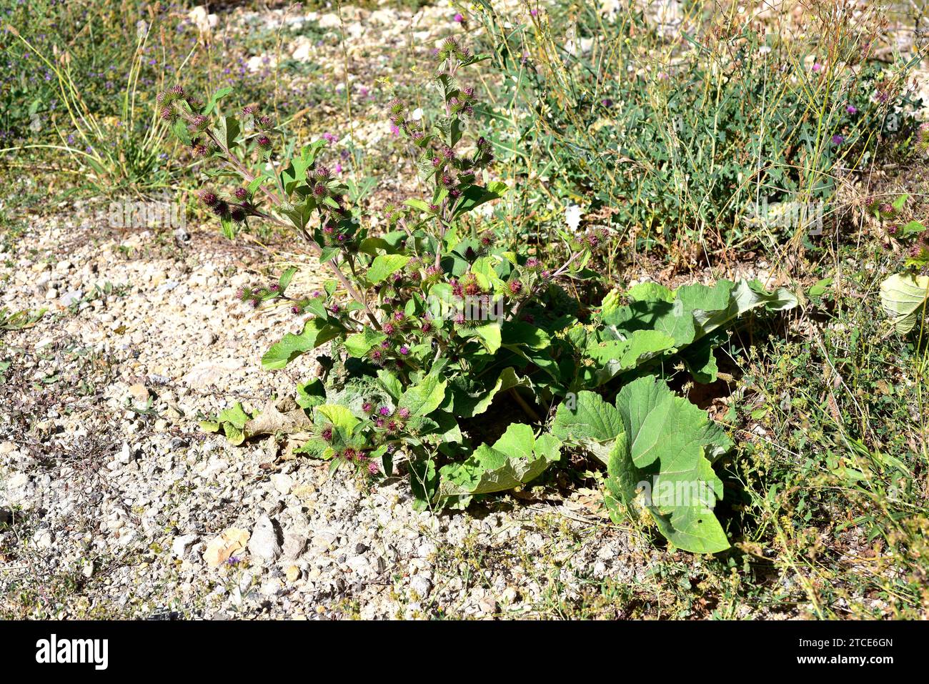 Greater burdock (Arctium lappa) is a biennial plant native to Eurasia ...