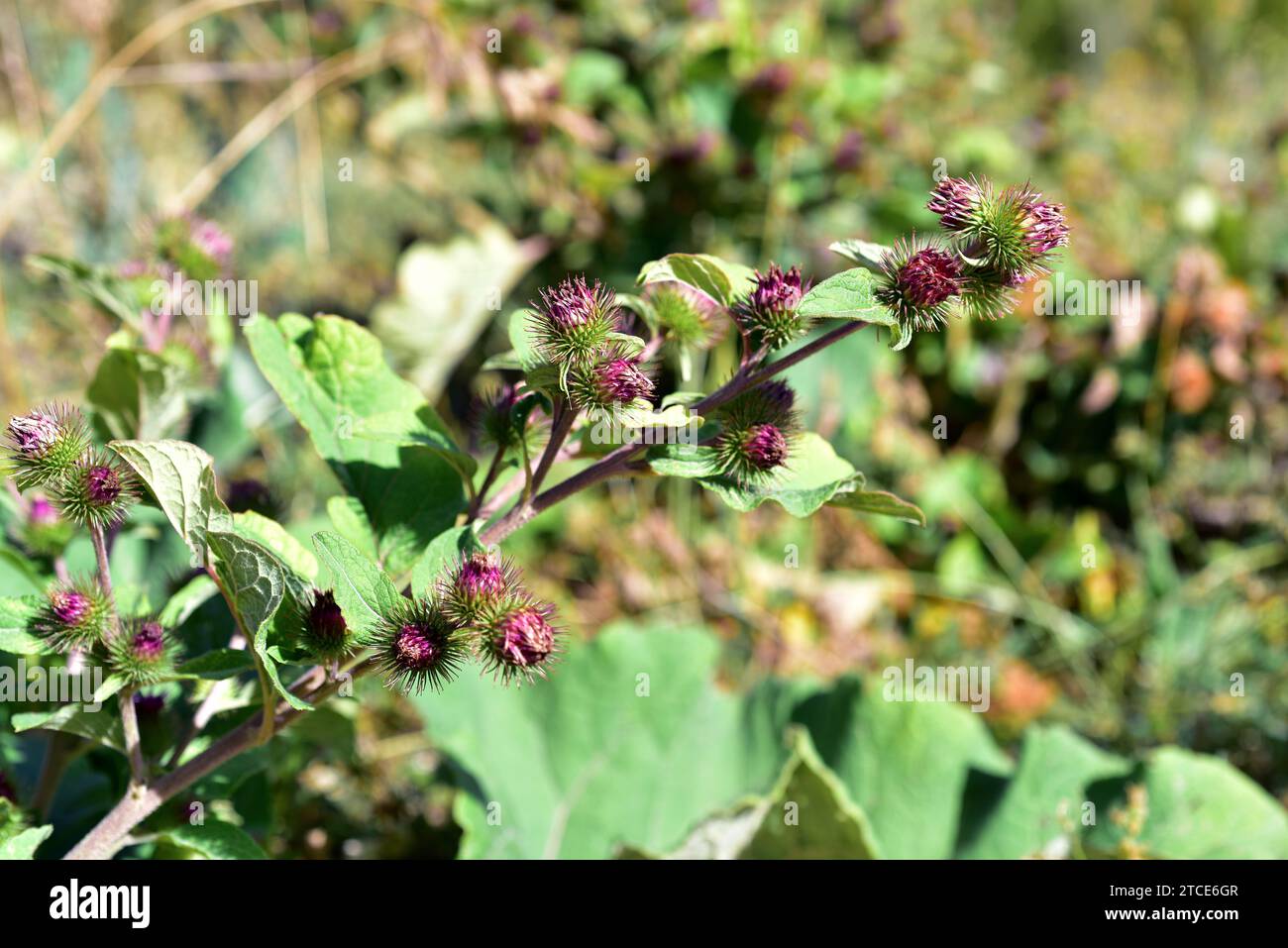 Greater burdock (Arctium lappa) is a biennial plant native to Eurasia ...