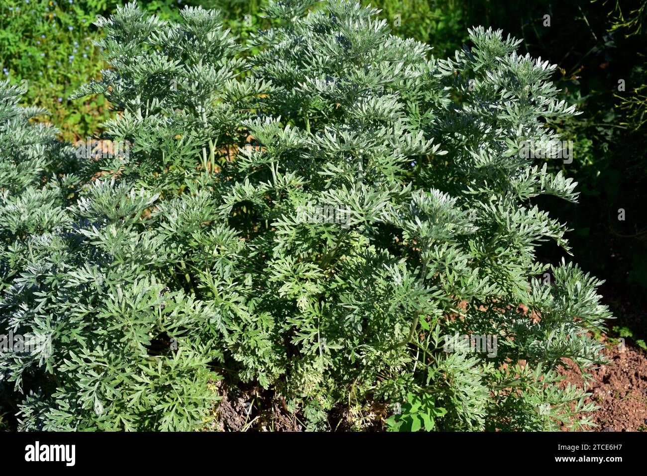 Absinthe or wormwood (Artemisia absinthium) is a medicinal perennial ...
