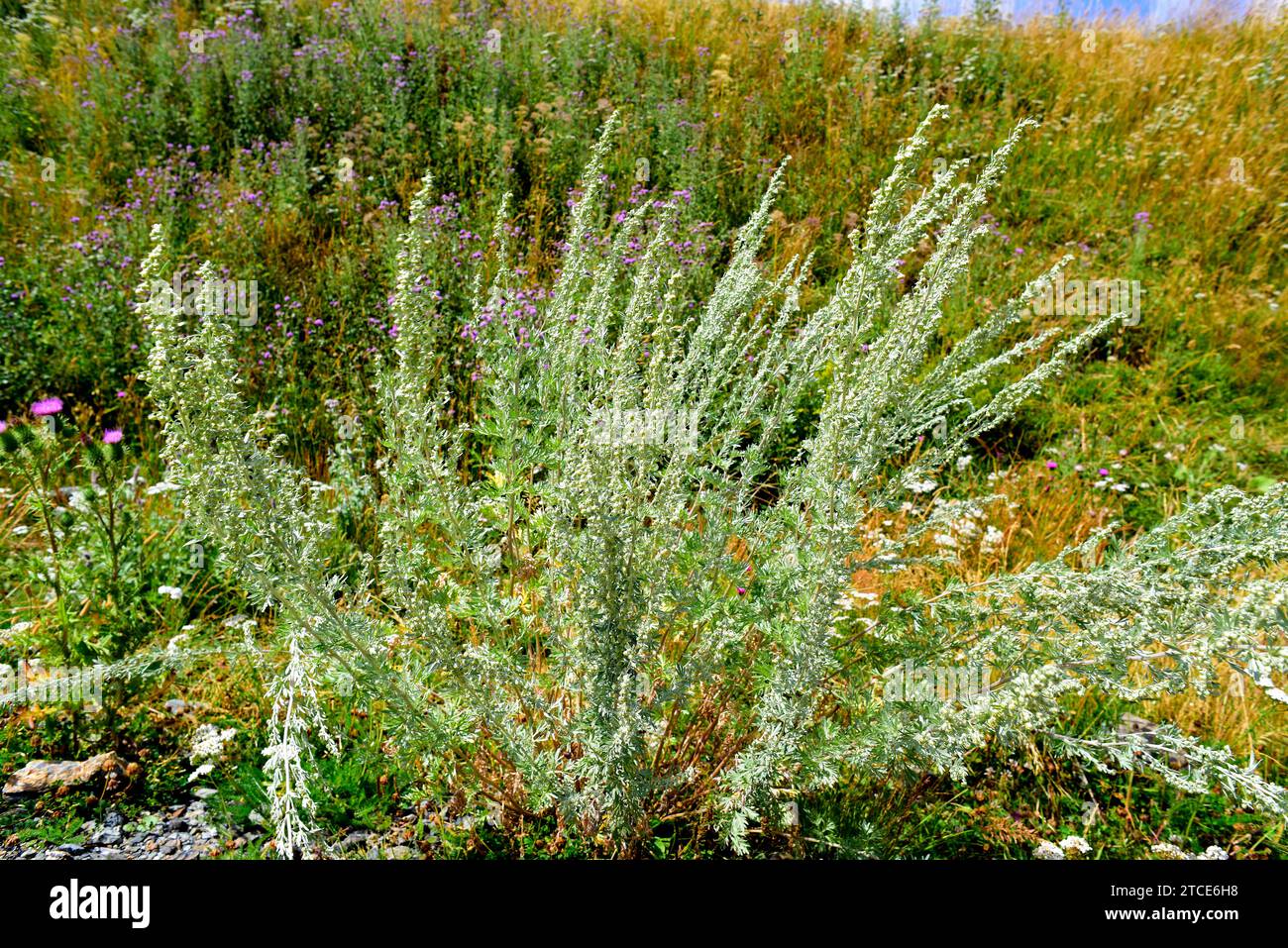 Ajenjo artemisia ajenjo hi-res stock photography and images - Alamy
