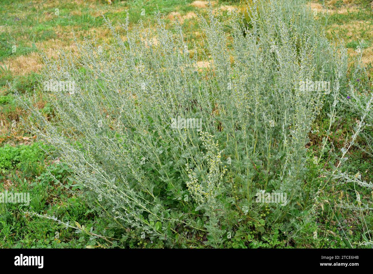 Absinthe or wormwood (Artemisia absinthium) is a medicinal perennial ...