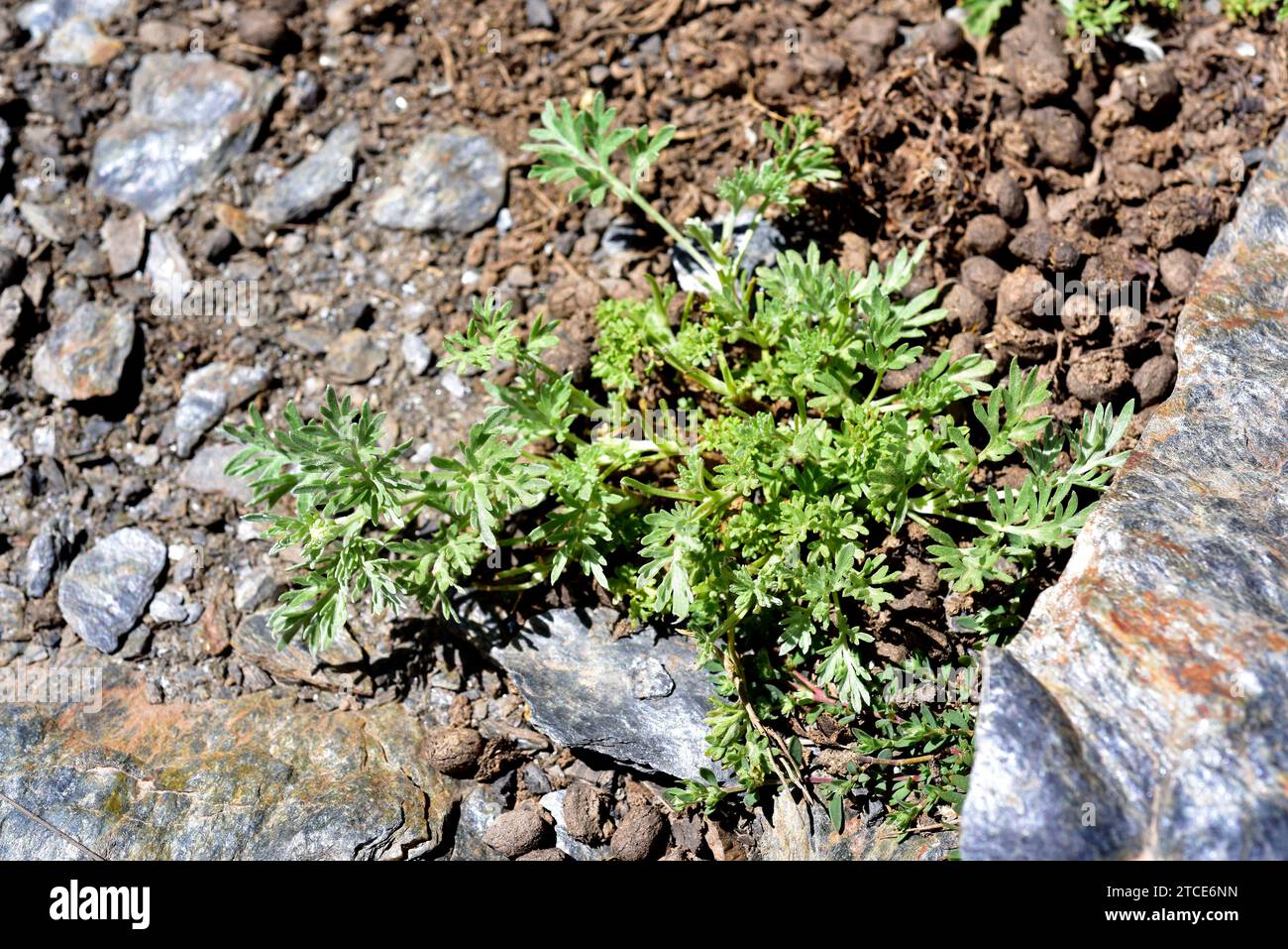 Manzanilla real de Sierra Nevada (Artemisia granatensis) is a medicinal ...
