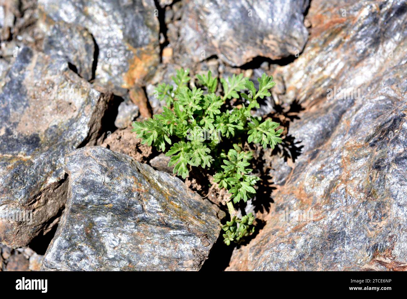 Manzanilla real de Sierra Nevada (Artemisia granatensis) is a medicinal ...