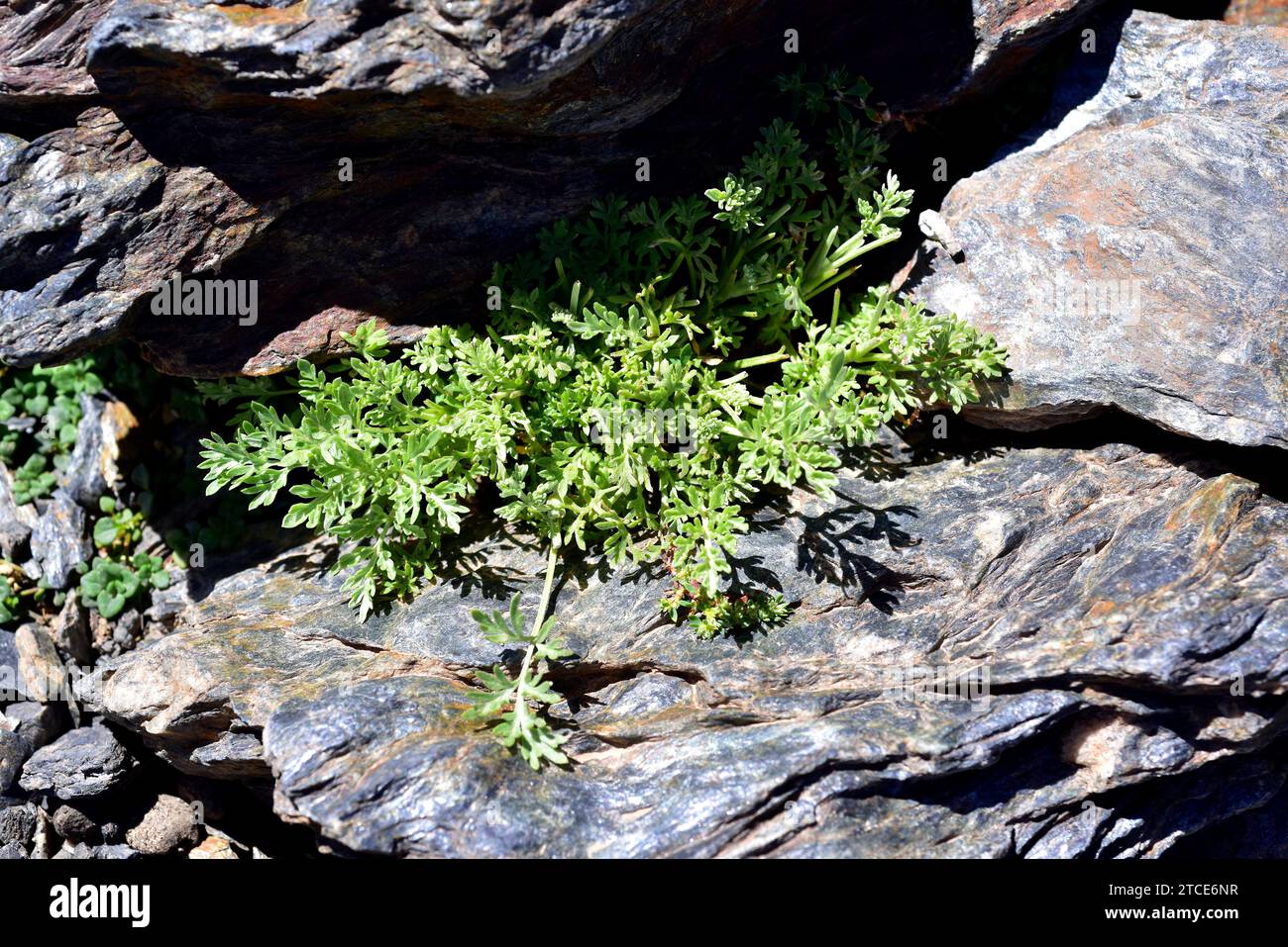 Manzanilla real de Sierra Nevada (Artemisia granatensis) is a medicinal ...