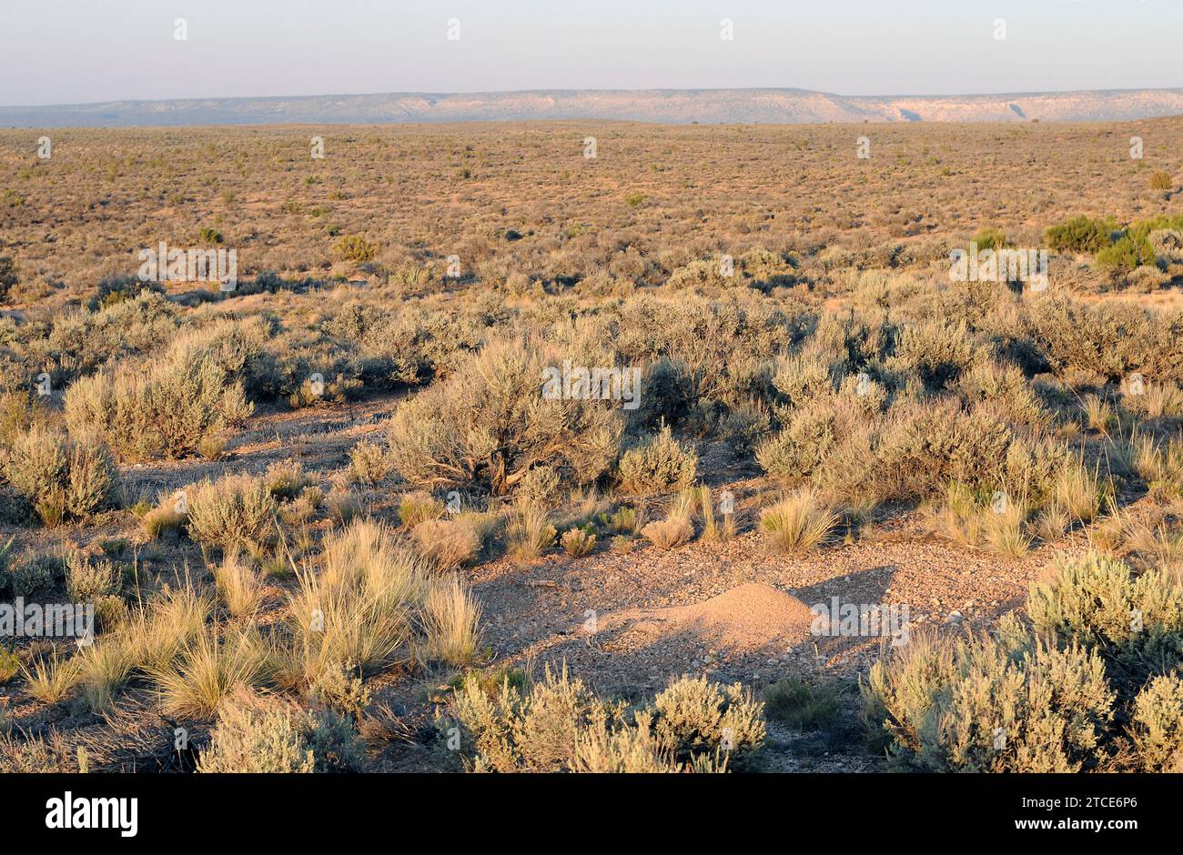 Big sagebrush (Artemisia tridentata) is a big shrub native to western ...