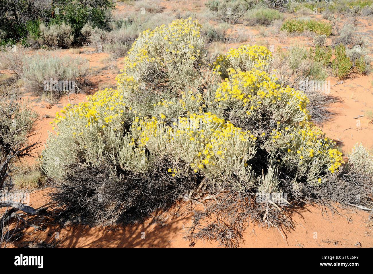 Big sagebrush (Artemisia tridentata) is a big shrub native to western ...