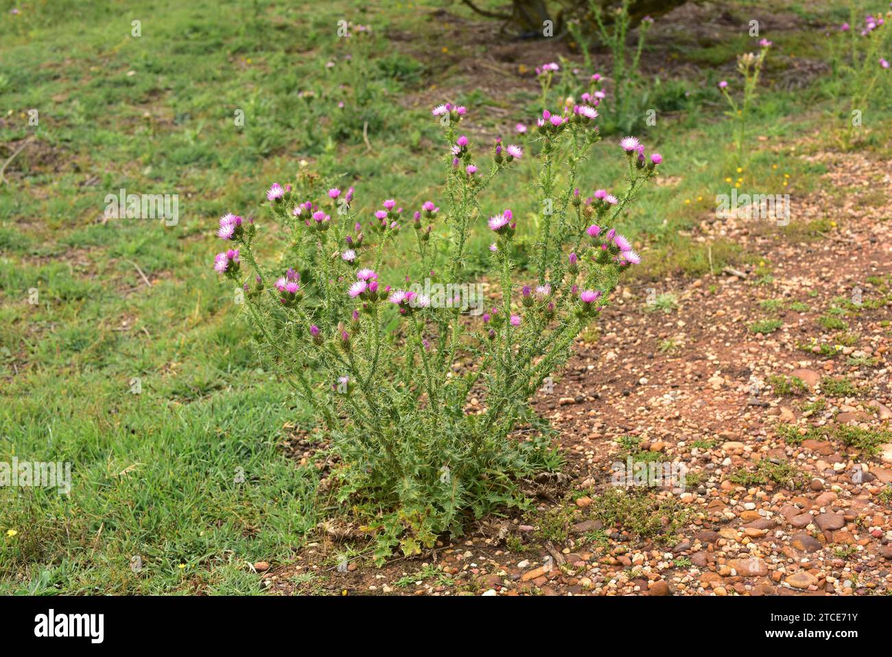 Plumeless thistle (Carduus acanthoides) is spiny perennial plant native ...