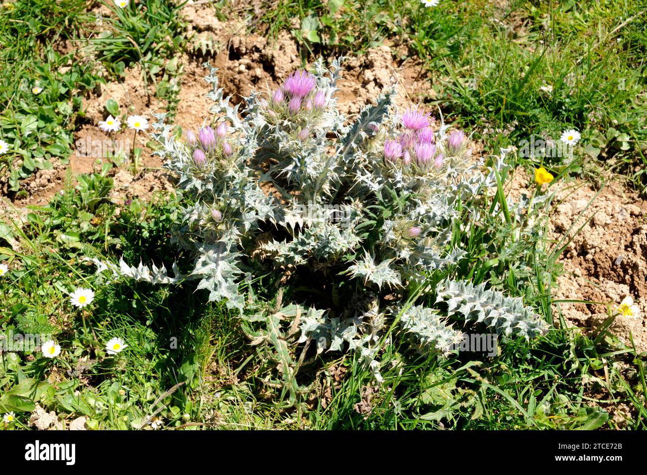 Cardo pirenaico hi-res stock photography and images - Alamy