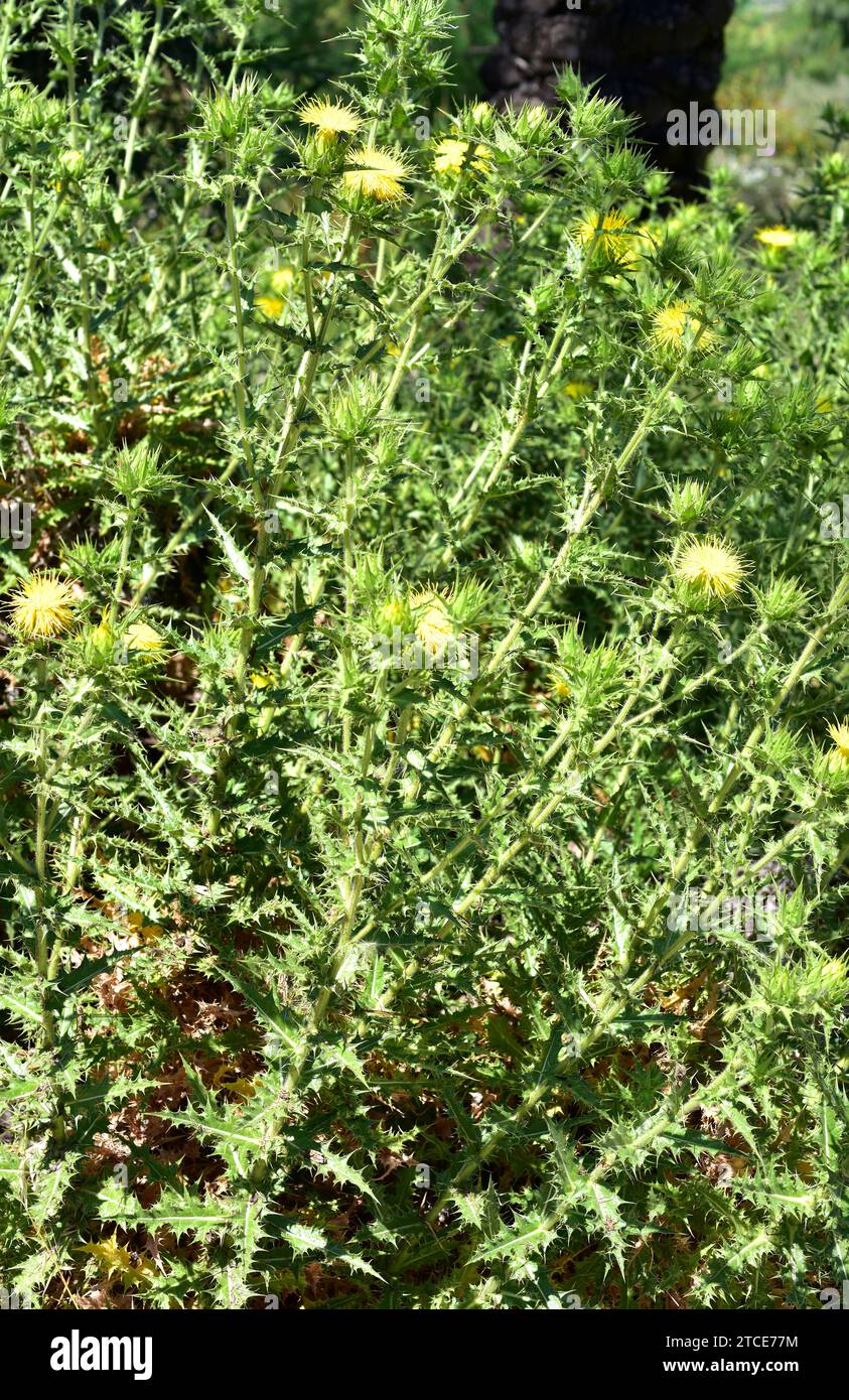 Cardo cabrero (Carthamus arborescens or Phonus arborescens) is a ...