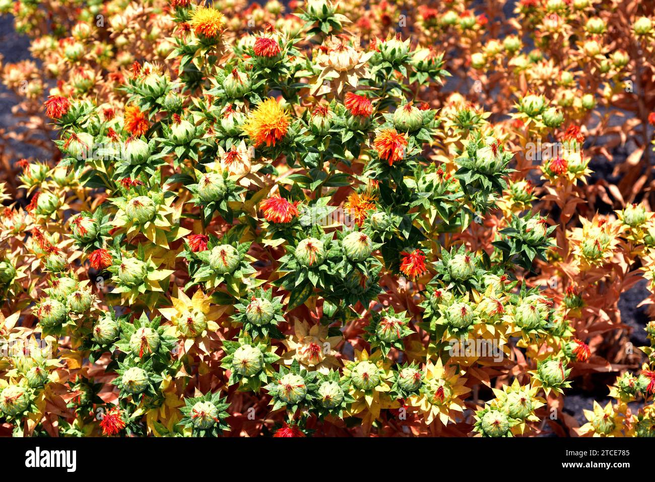Safflower (Carthamus tinctorius) is an annual plant cultivated for its ...