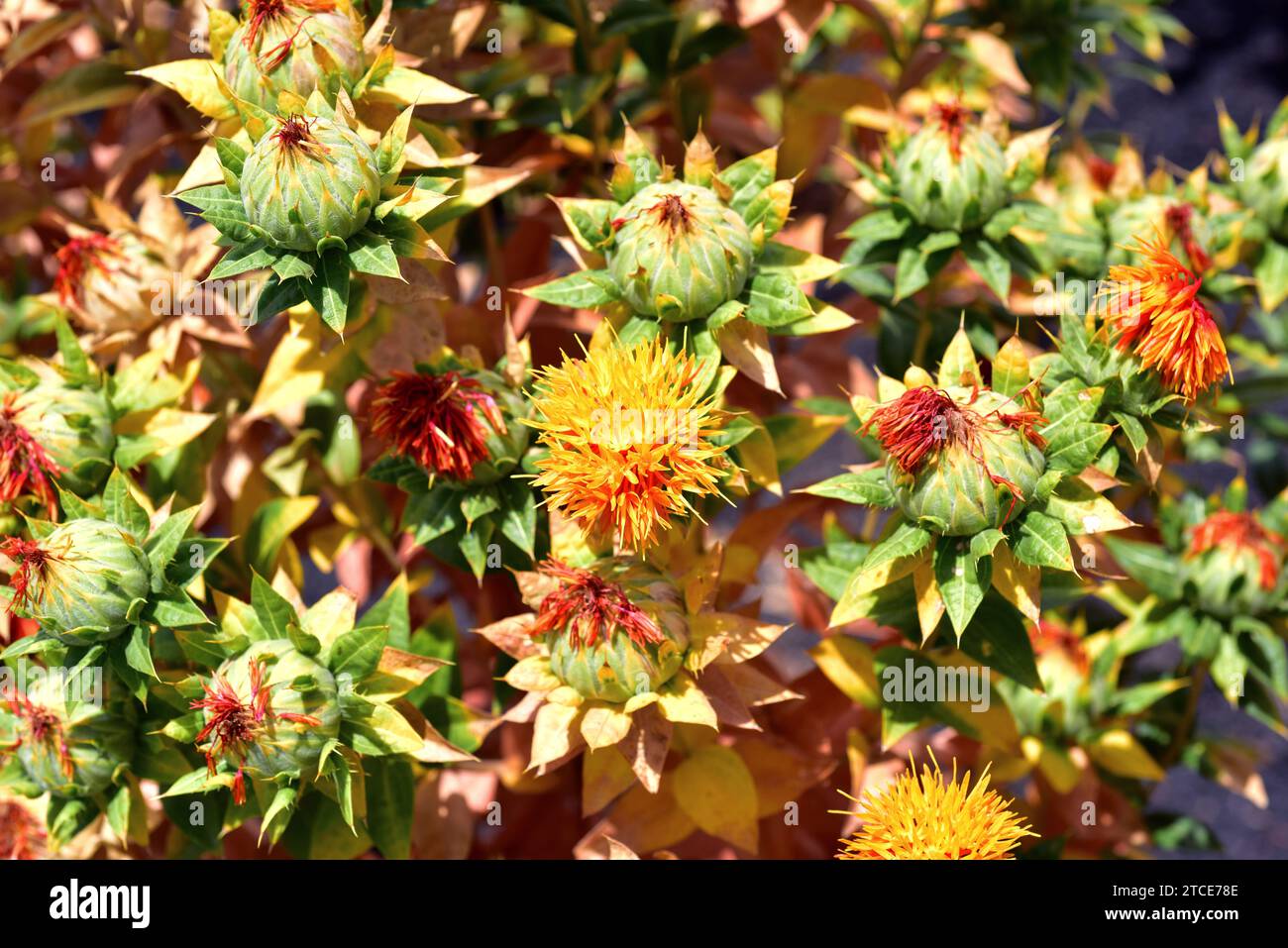 Safflower (Carthamus tinctorius) is an annual plant cultivated for its ...