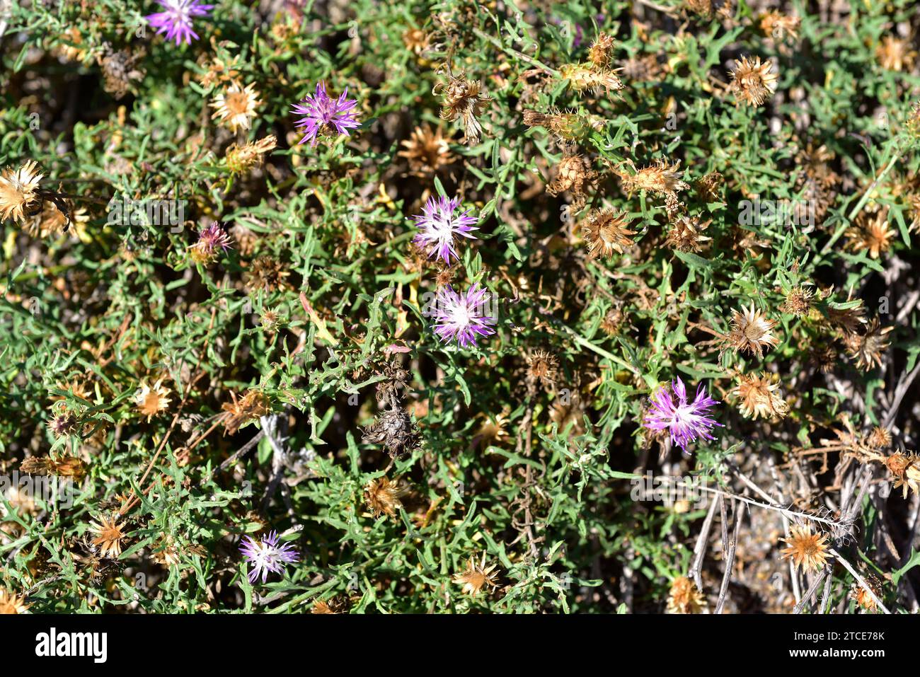 Rough star-thistle (Centaurea aspera) is a creping perennial plant ...