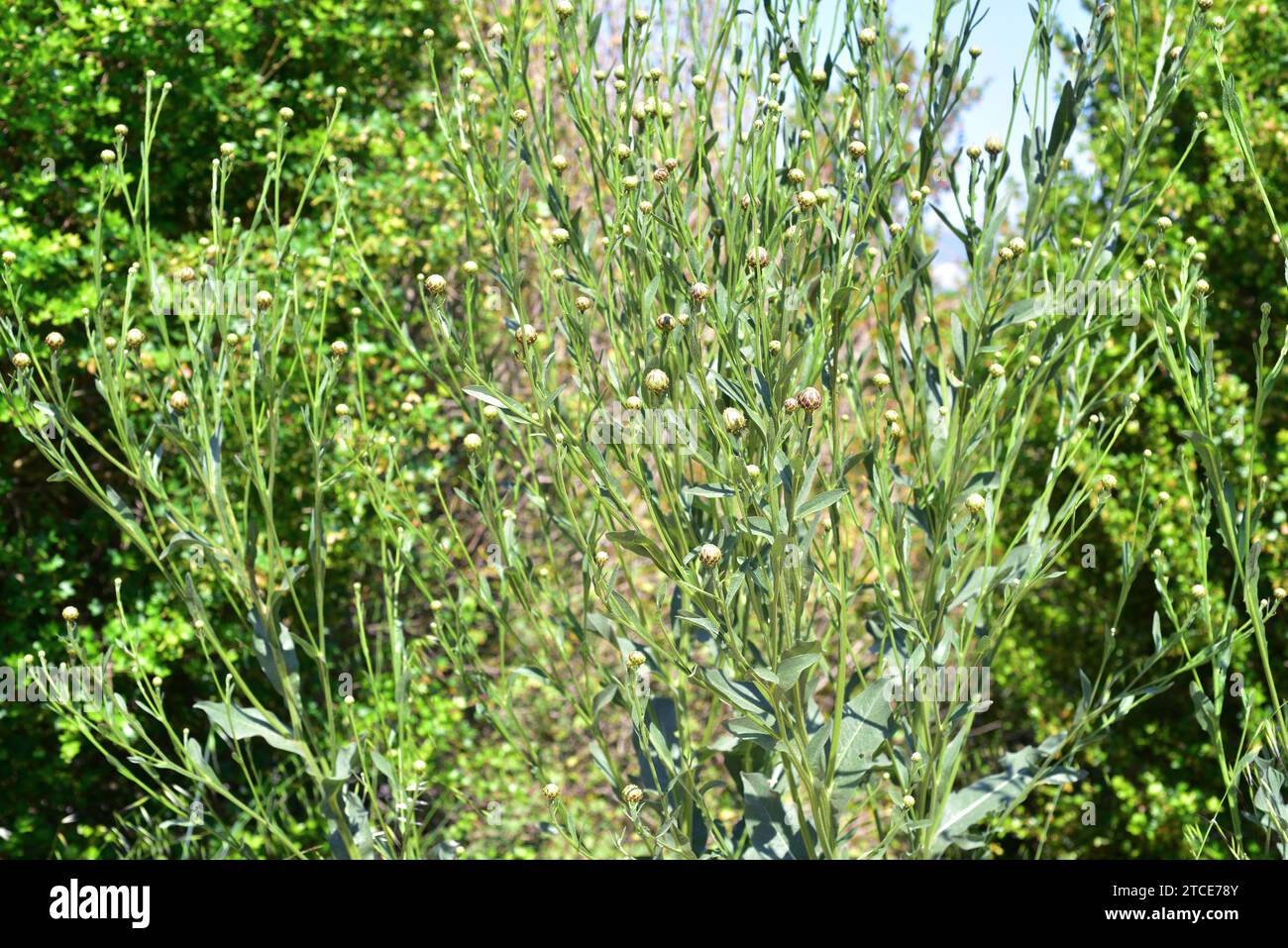 Centaurea behen is a medicinal perennial plant native to central and ...