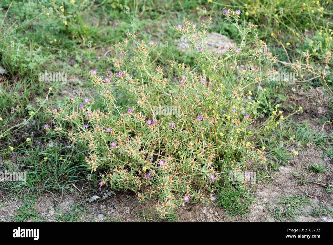 Purple starthistle (Centaurea calcitrapa) is an annual or biennial ...